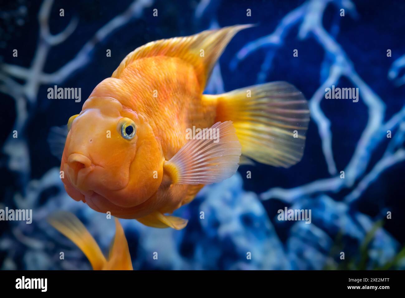 Orange parrot fish in the aquarium. Red Parrot Cichlid. Aquarium fish ...