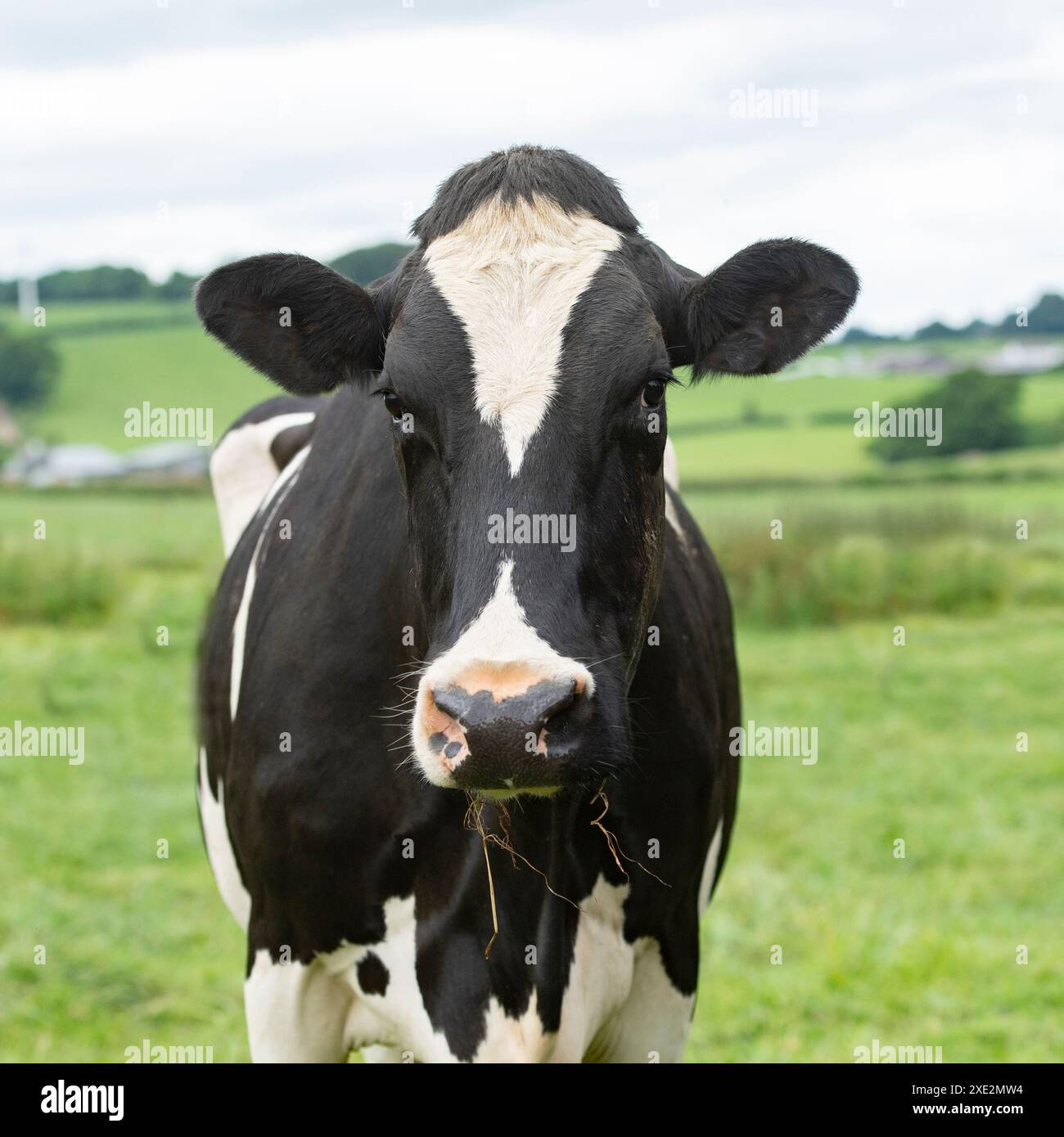 Friesian dairy cows close up Stock Photo - Alamy