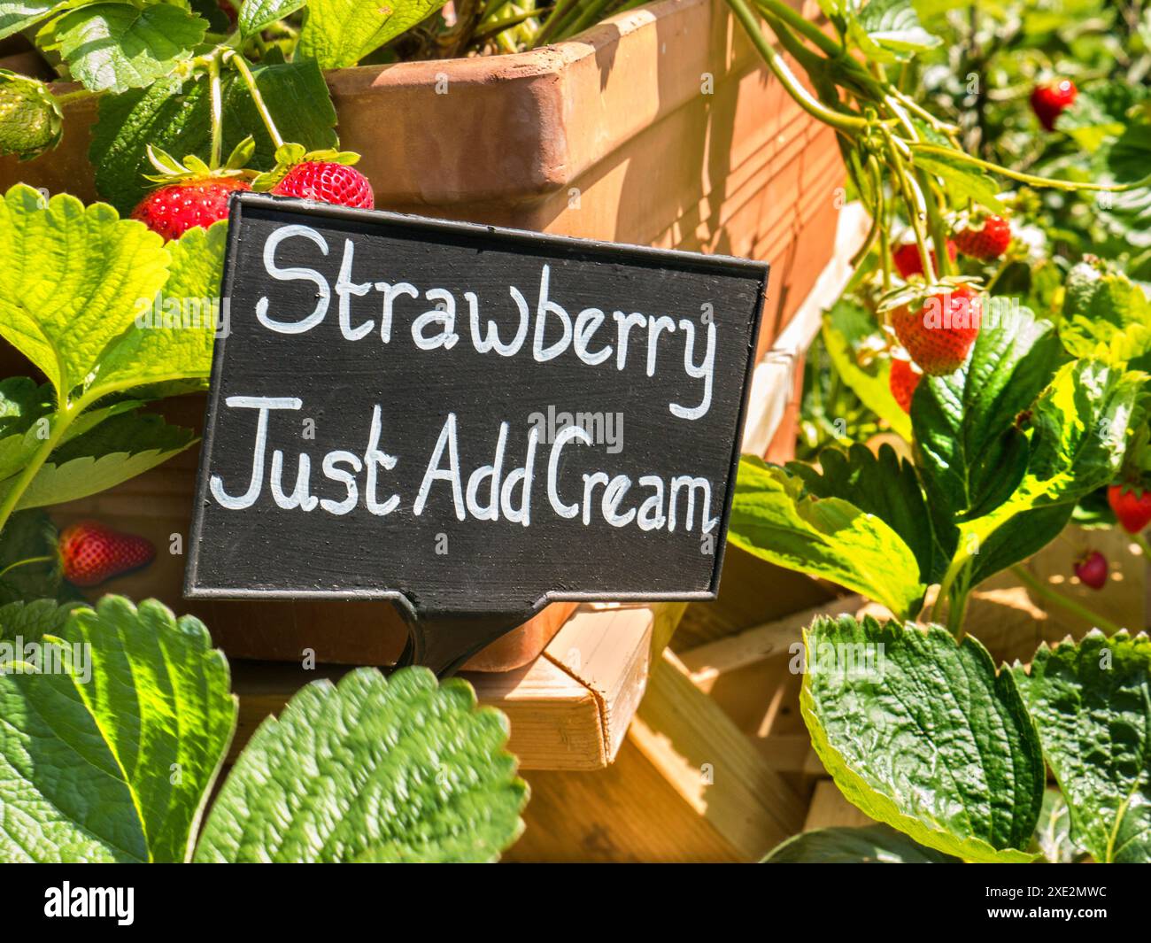 Potted wild strawberries hi-res stock photography and images - Alamy