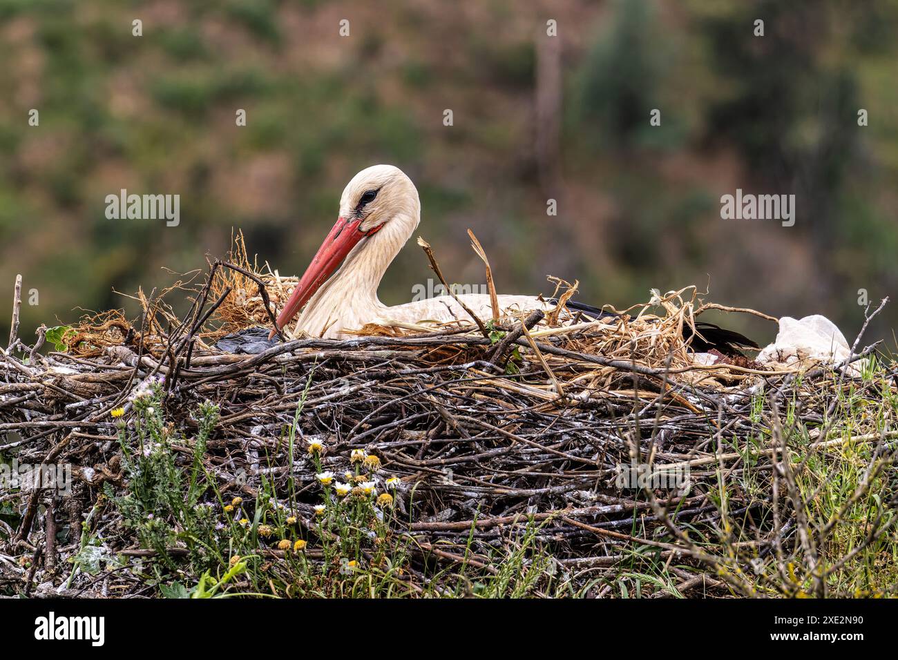 White Storks, Ciconia ciconia in the valley of the storks at Rasmalho ...