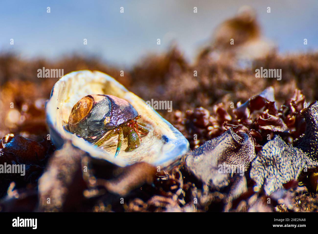 Hermit Crab in Seashell Among Seaweed Close-Up Perspective Stock Photo ...