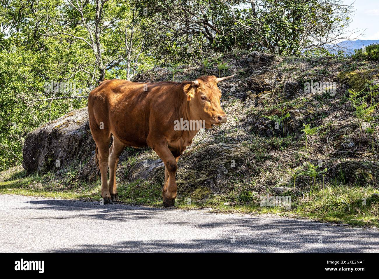 The Cachena cow in Nationalpark Peneda-Geres in North Portugal. It is a ...