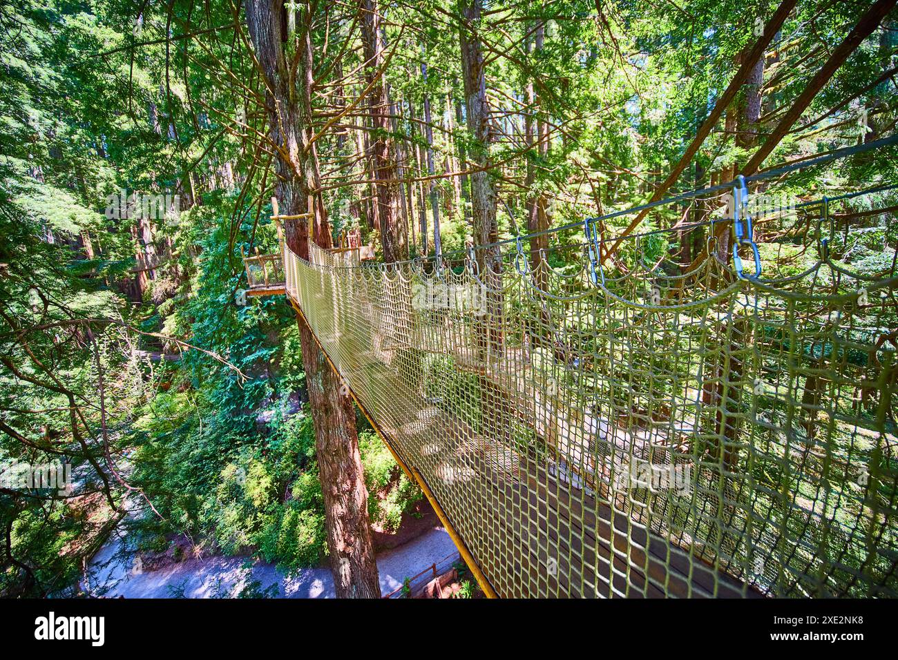 Aerial View of Rope Bridge in Redwoods Forest Canopy Stock Photo - Alamy