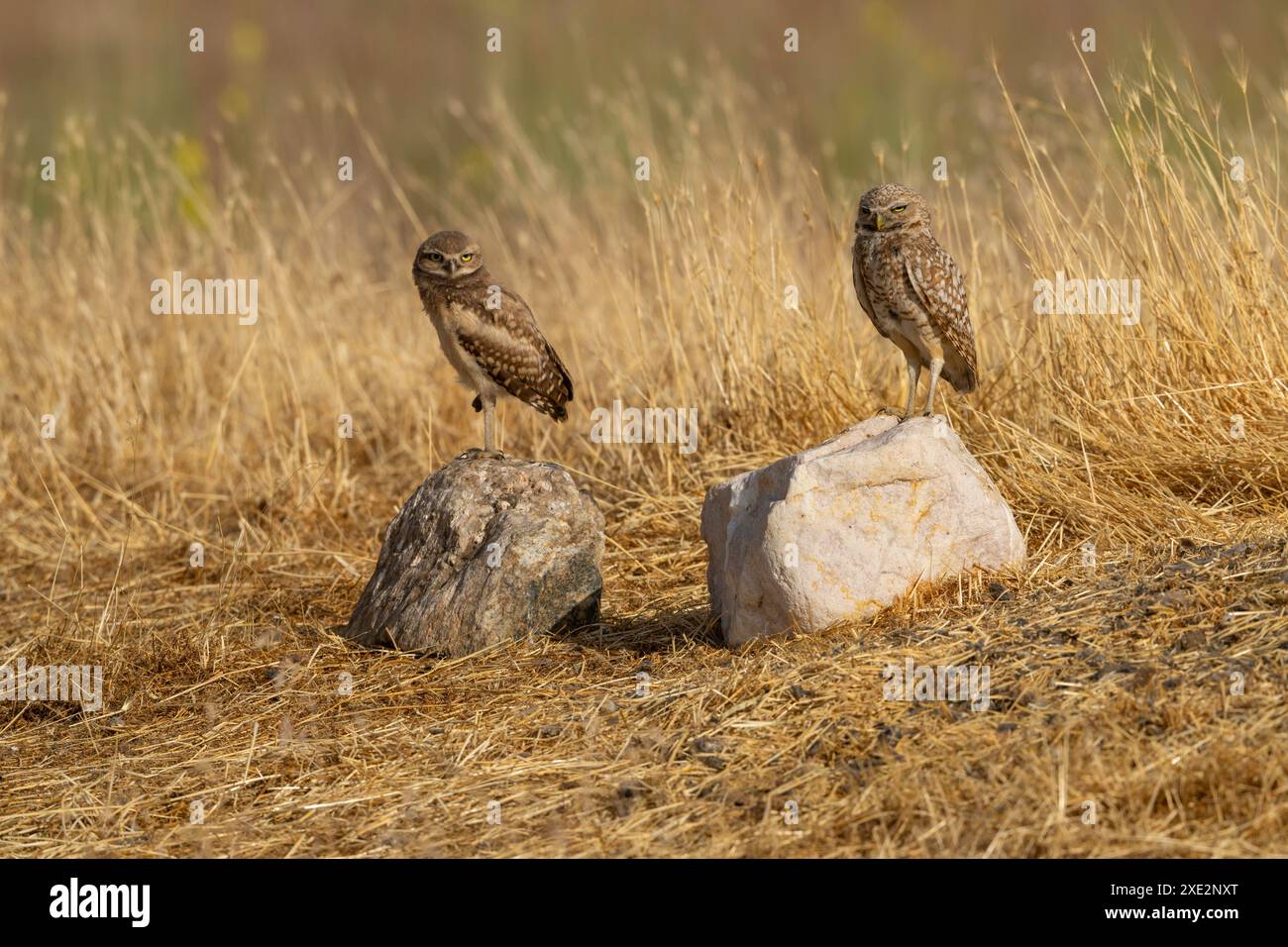 Burrowing owl mother and young standing on rocks Stock Photo - Alamy