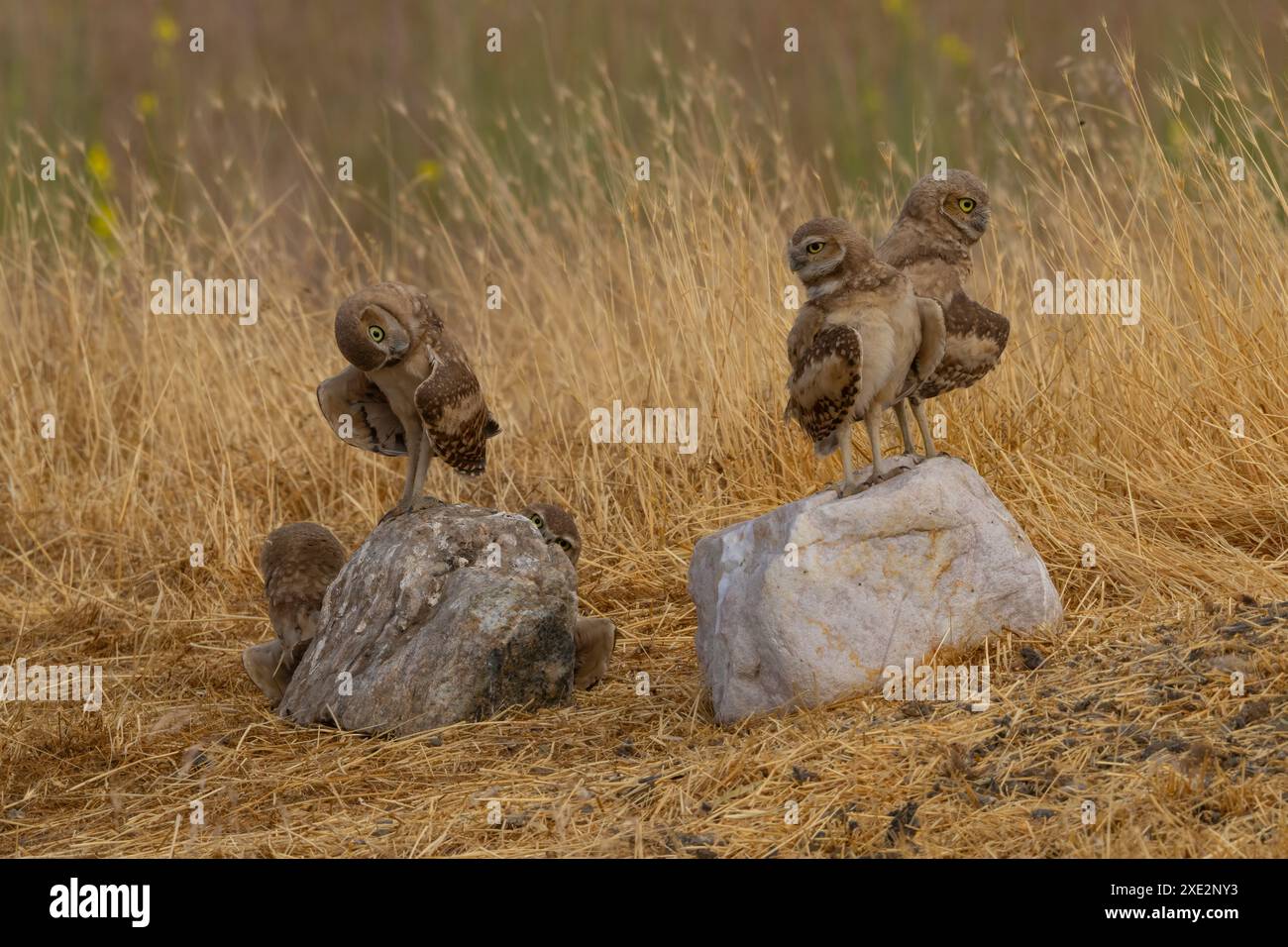 Burrowing owl family standing on rocks Stock Photo - Alamy