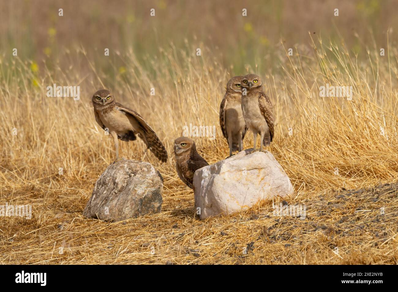 Burrowing owl perching hi-res stock photography and images - Alamy