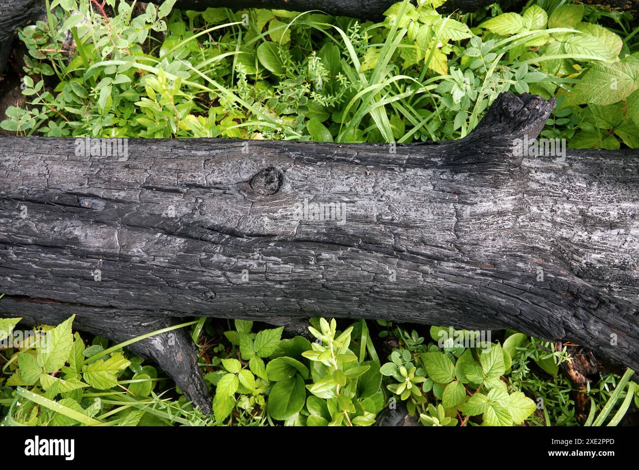 Wildfire damaged forests hi-res stock photography and images - Alamy