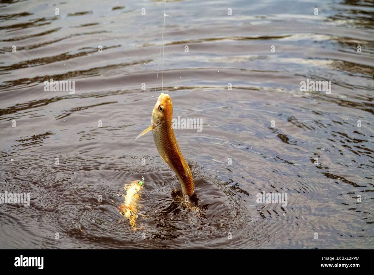 Predatory fish fishing hi-res stock photography and images - Alamy