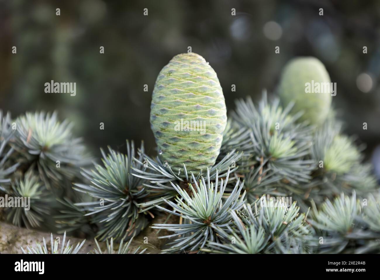 Branch of Atlas cedar with whitish green needles and young female cones ...