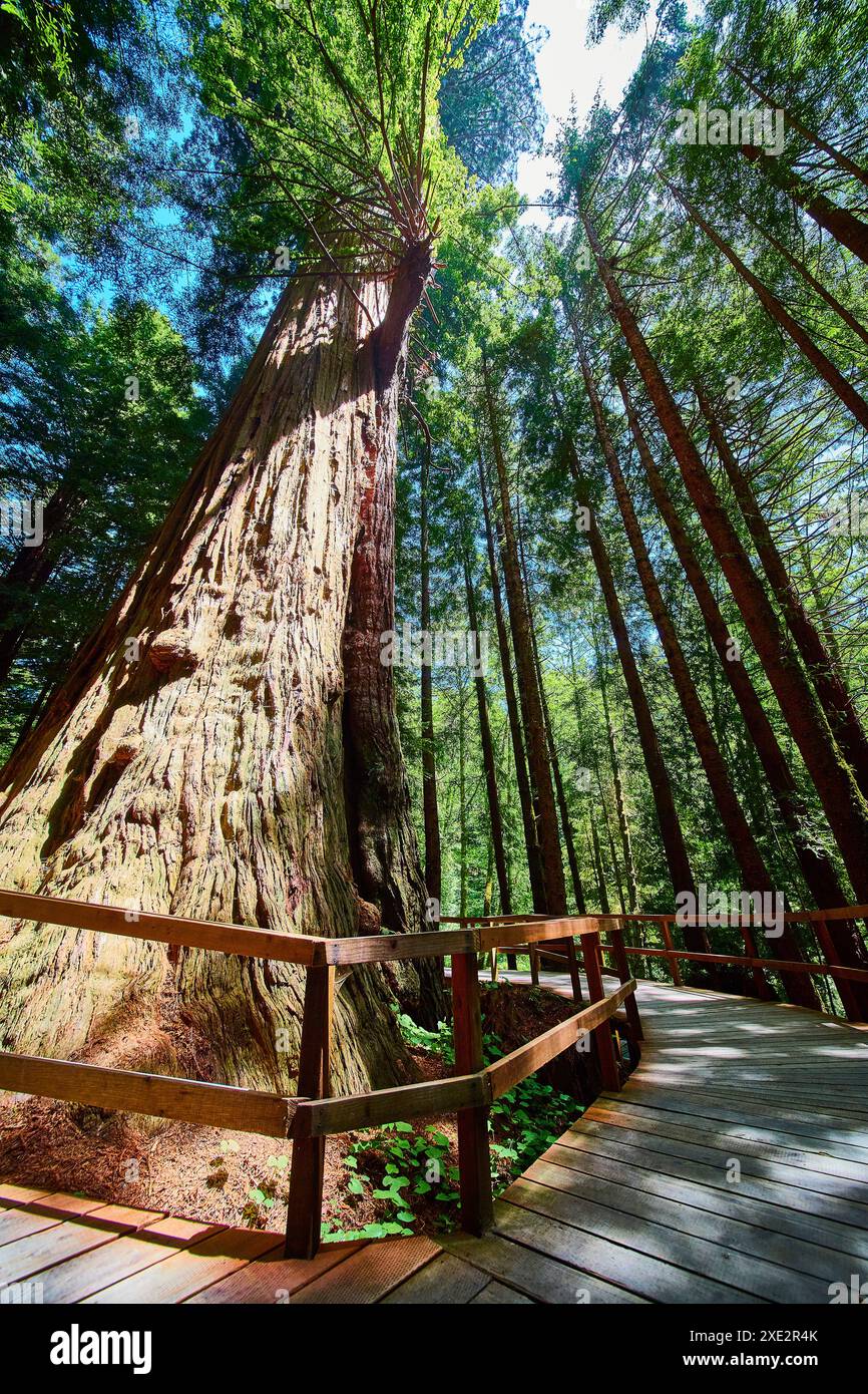 Giant Redwood Towering in Serene Forest with Boardwalk View Upwards ...
