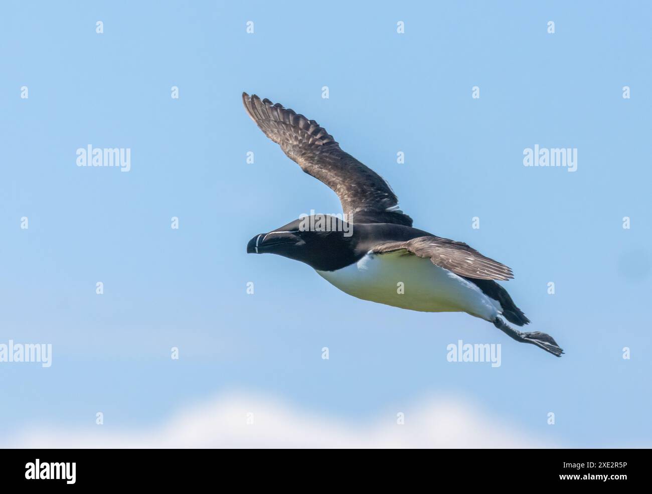 Razorbill seabird in flight Stock Photo - Alamy