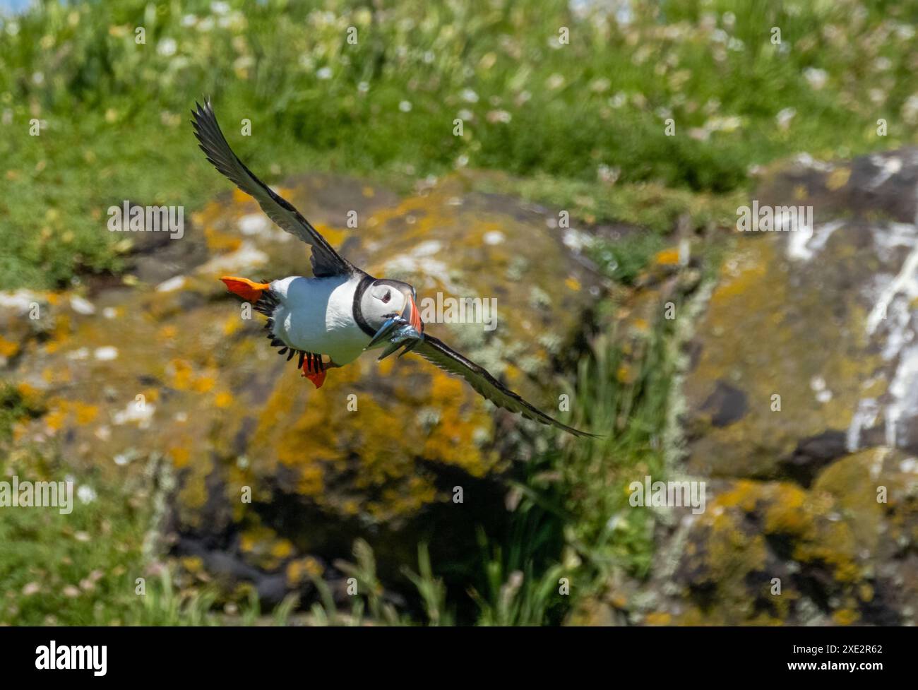 Atlantic puffins in flight with sand eels Stock Photo - Alamy