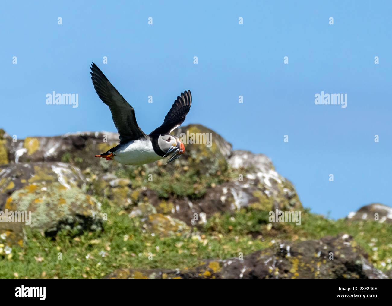Atlantic puffins in flight on the breeding island, Isle of May Stock ...