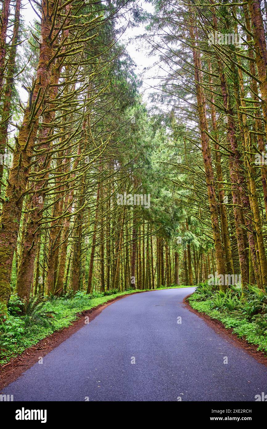 Paved road and rainforest hi-res stock photography and images - Alamy