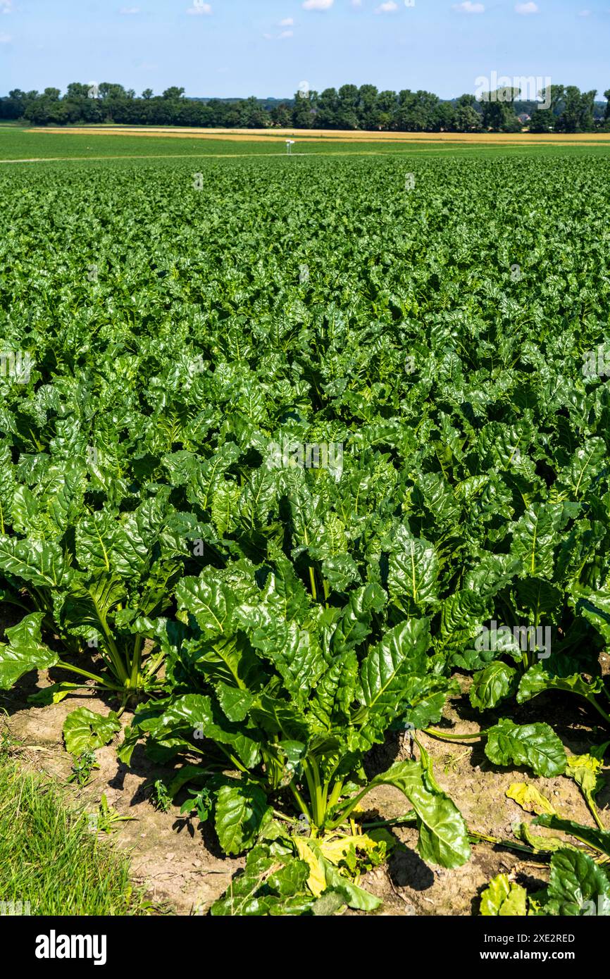 Agriculture, field, field with sugar beet, early growth stage, vigorous ...