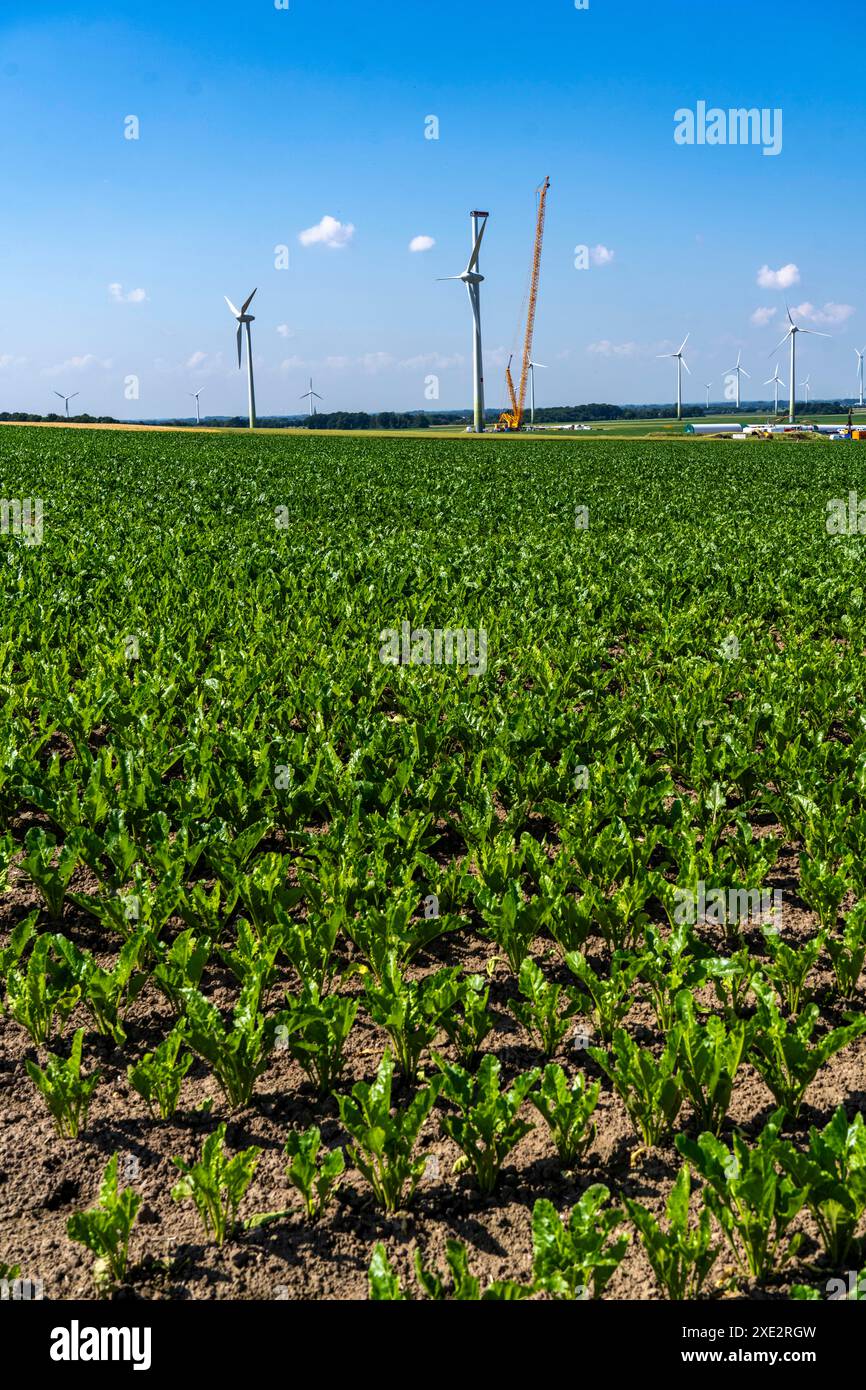 Agriculture, field, field with sugar beet, early growth stage, vigorous ...