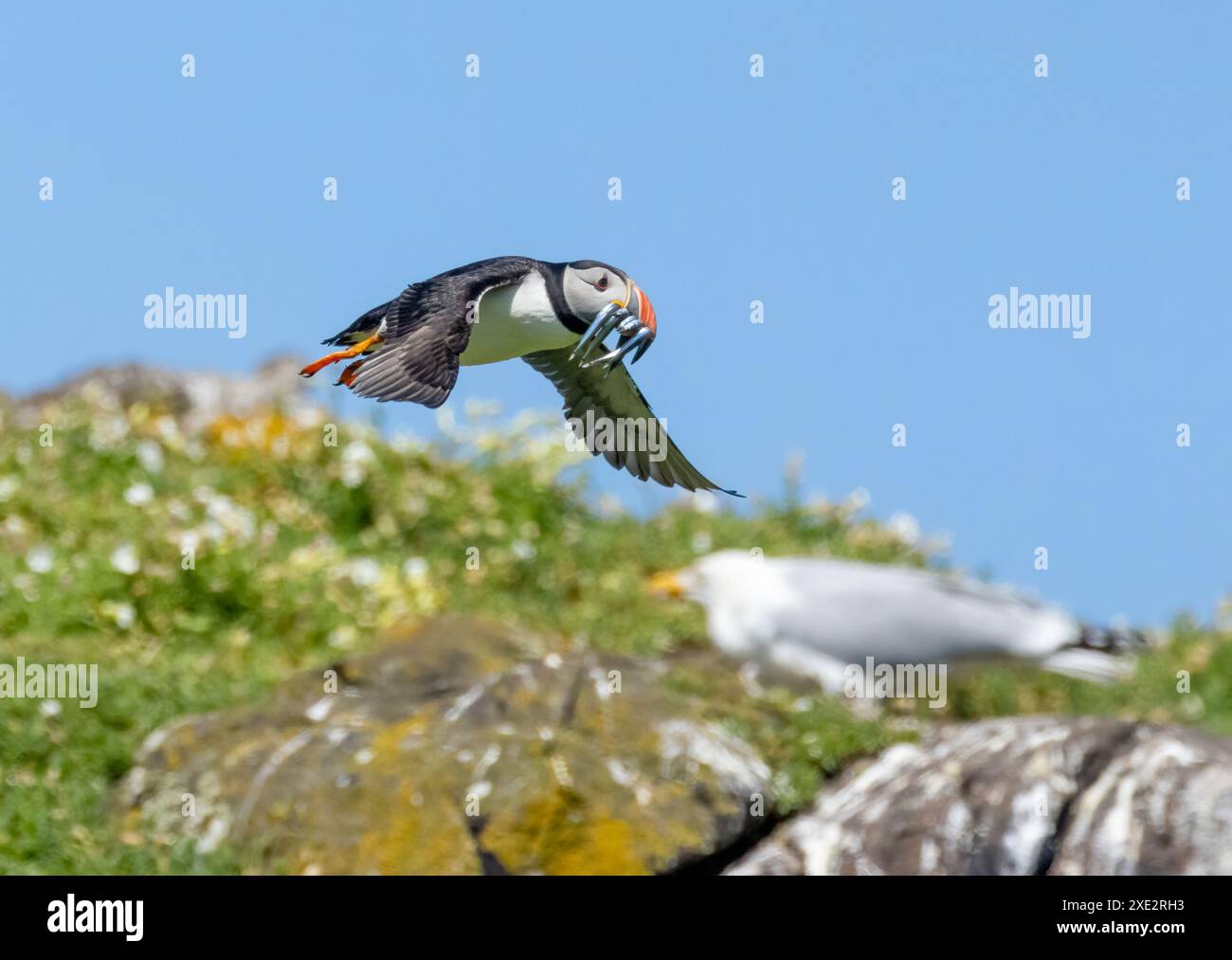 Atlantic puffins in flight with sand eels Stock Photo - Alamy