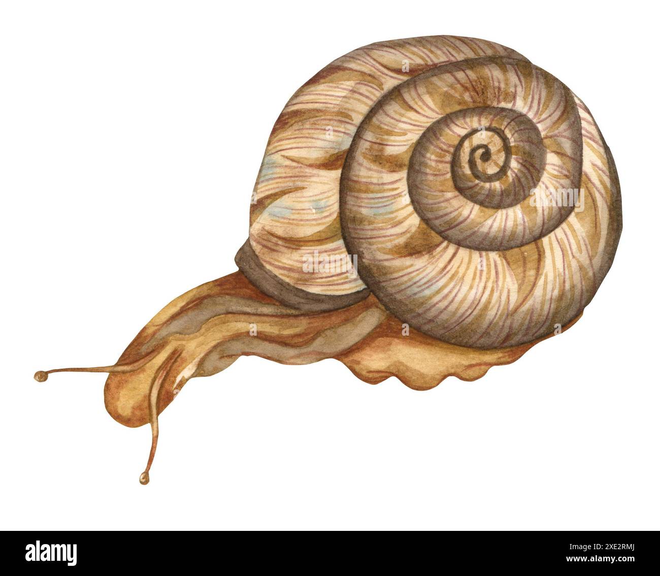 Watercolor forest snail on white background. Hand drawnillustration ...