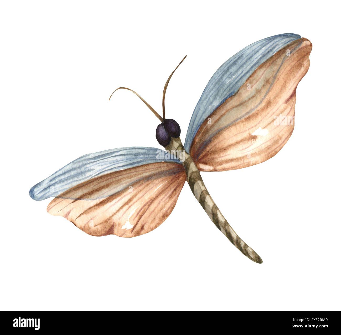 Watercolor bug Cut Out Stock Images & Pictures - Alamy