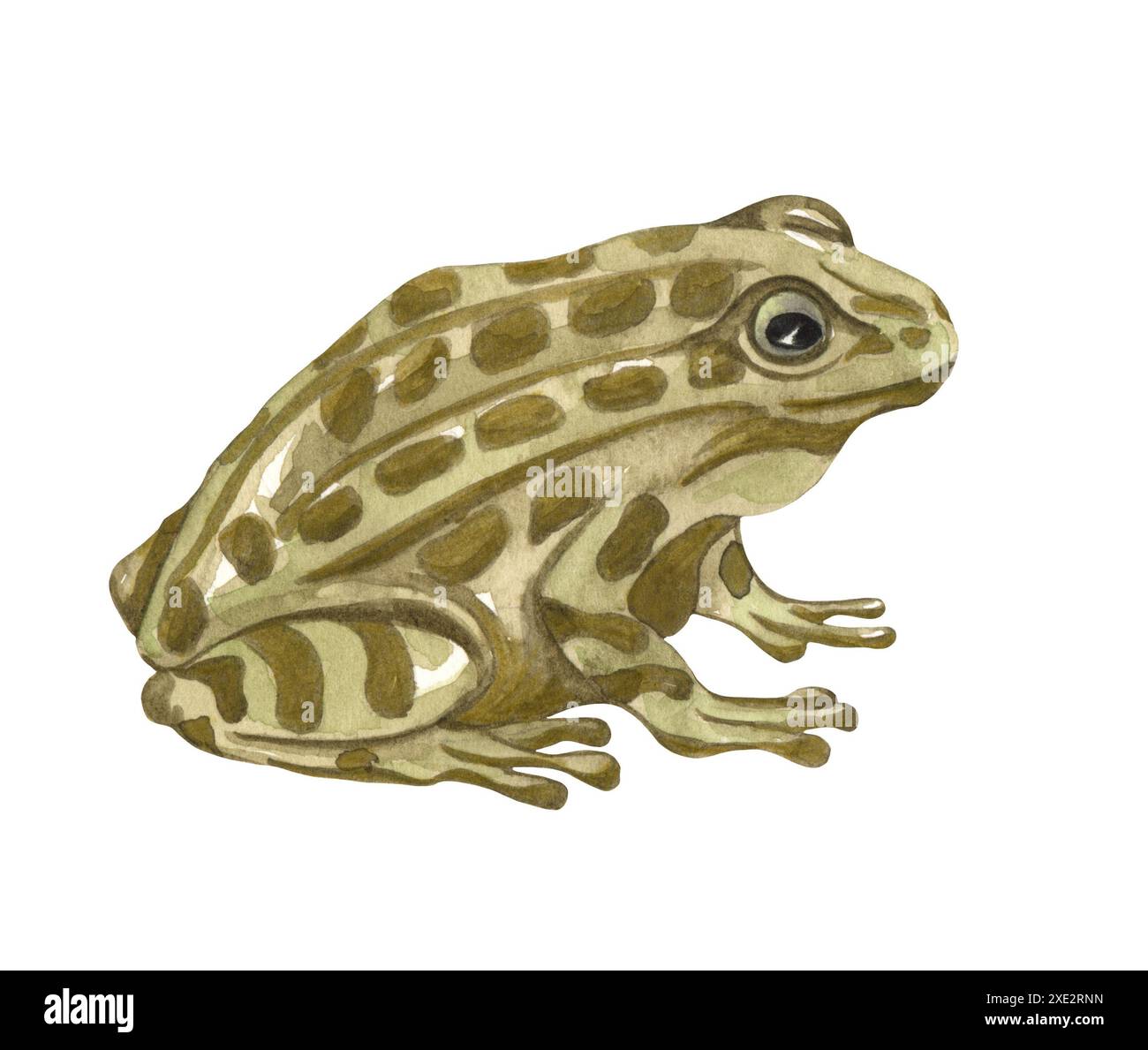 Green frog from a splash of watercolor, Watercolor illustration Stock ...