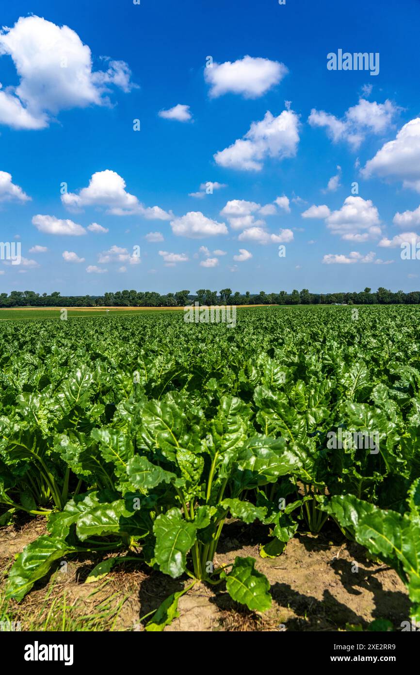 Agriculture, field, field with sugar beet, early growth stage, vigorous ...