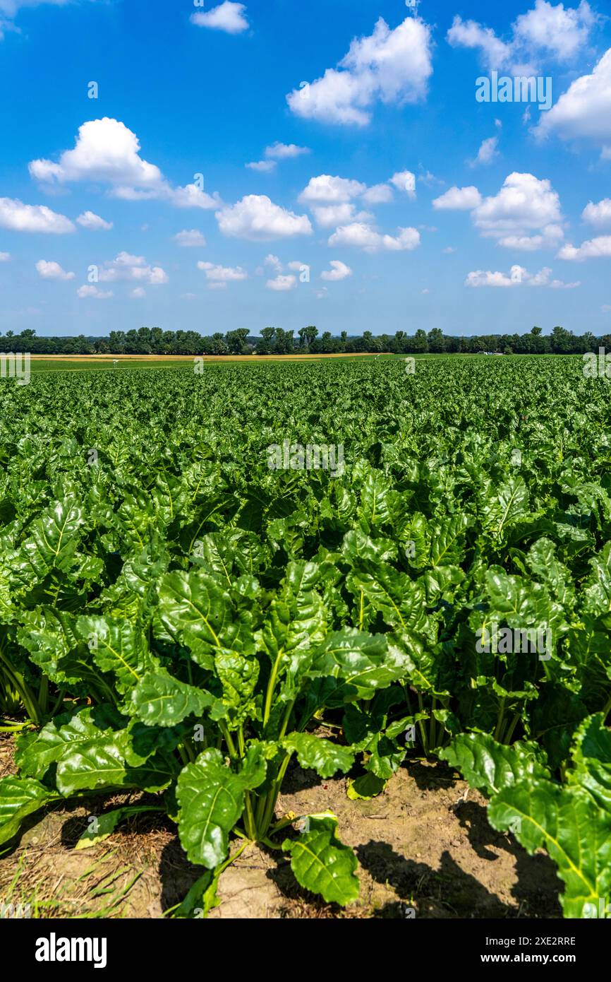 Agriculture, field, field with sugar beet, early growth stage, vigorous ...