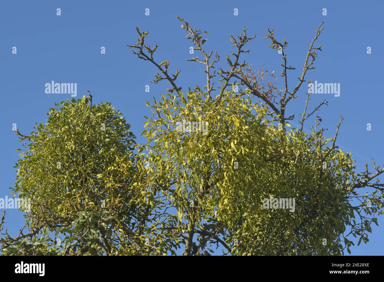 Wurzelparasiten hi-res stock photography and images - Alamy