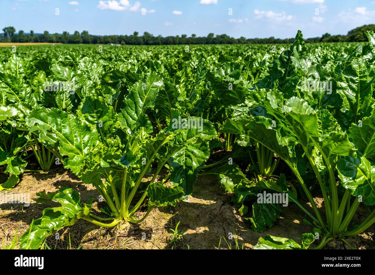 Agriculture, field, field with sugar beet, early growth stage, vigorous ...