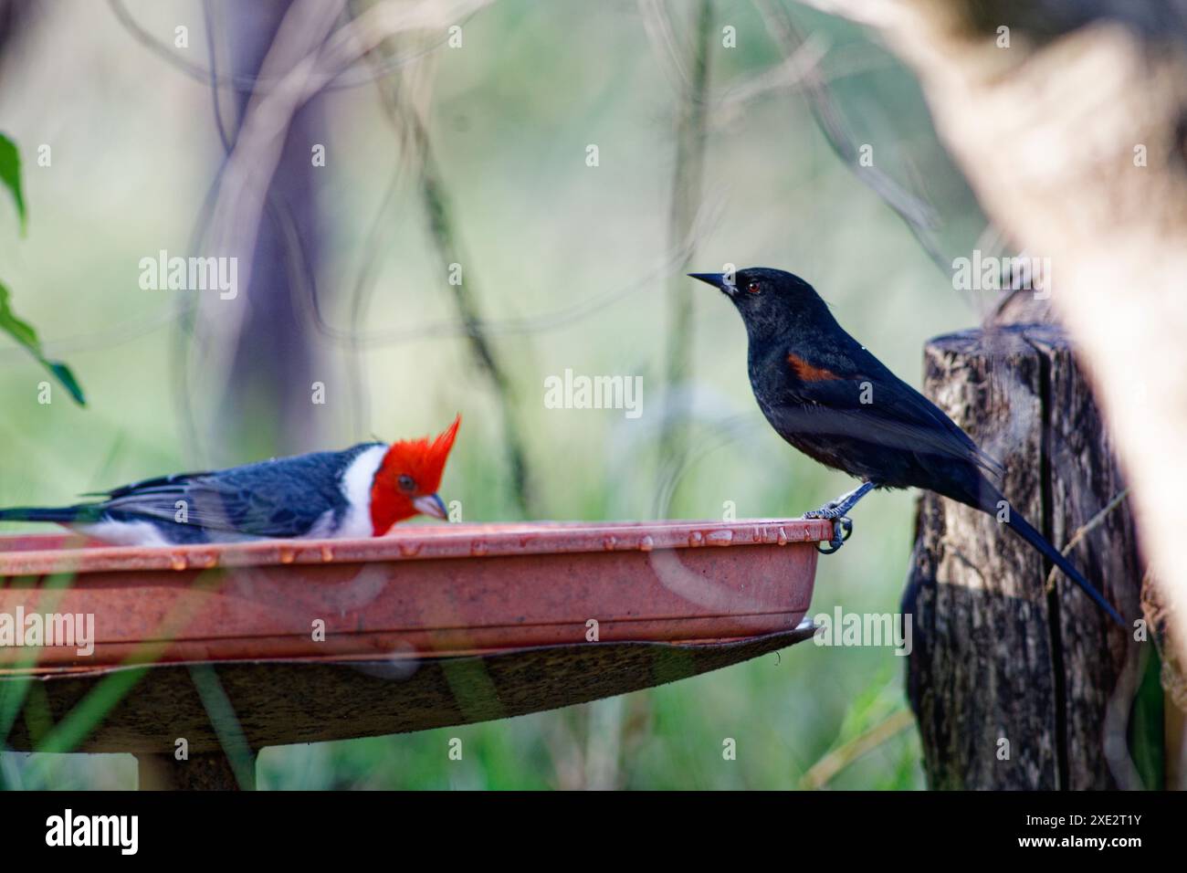 Variable turpial a species of trupiales or American blackbirds. Black ...
