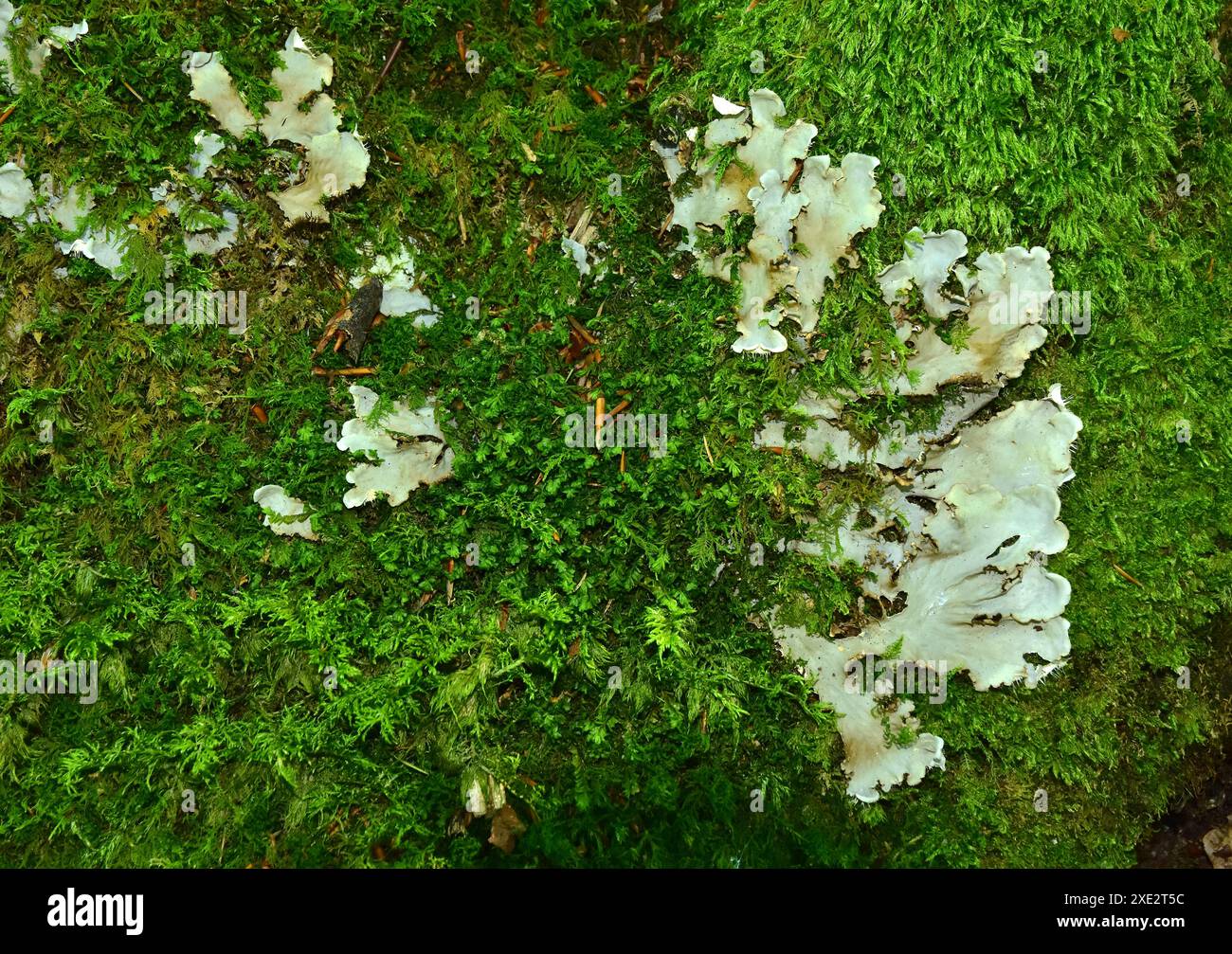 Peltigera hi-res stock photography and images - Alamy