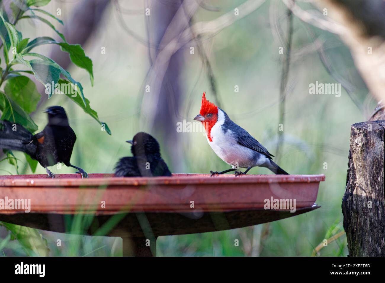 Trupiales hi-res stock photography and images - Alamy