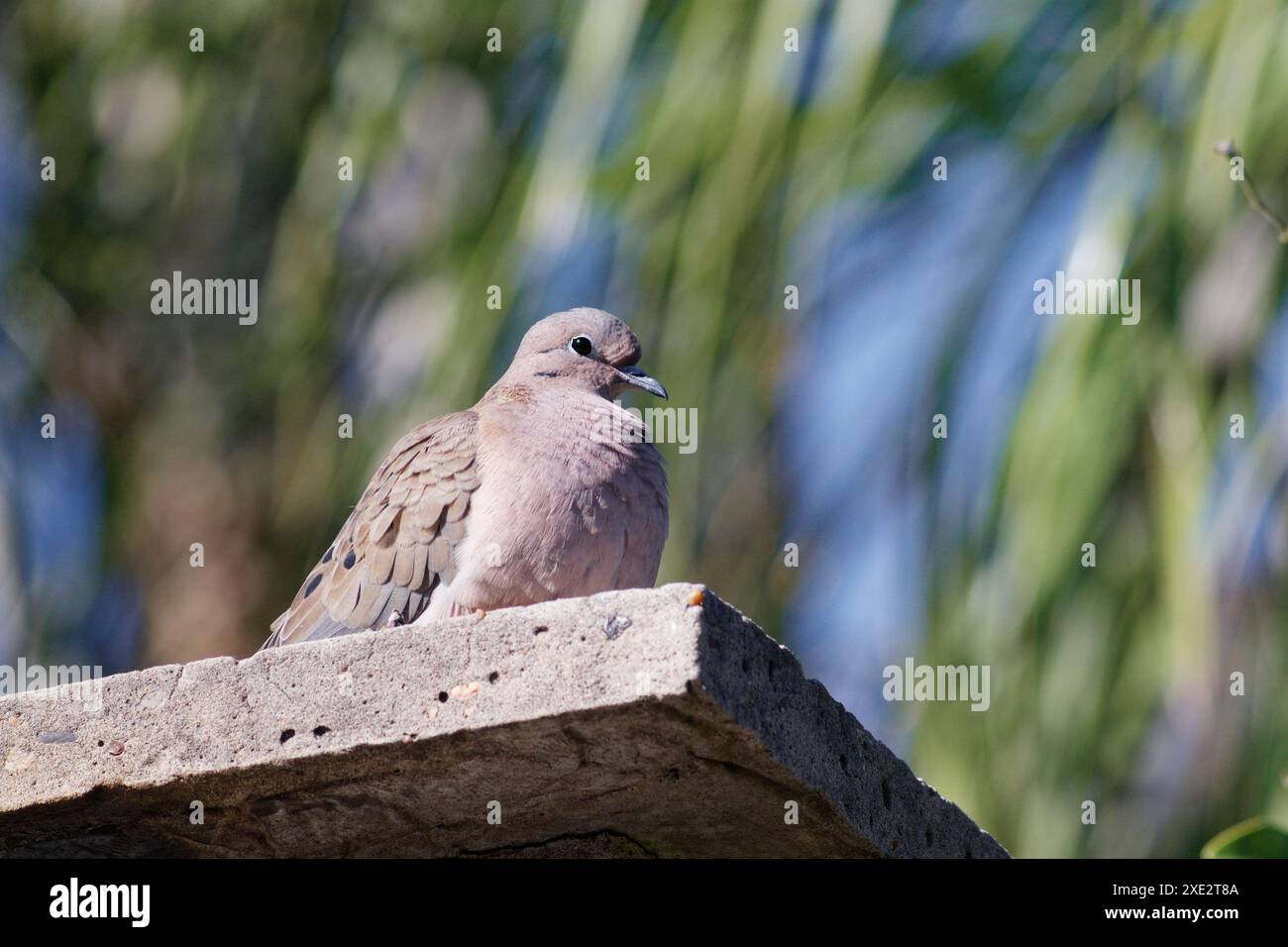 rock pigeon, a species of doves and coquitas, columbidae, domestic ...