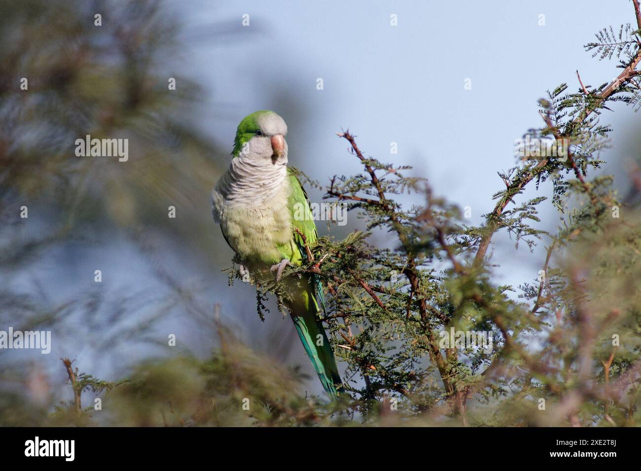Argentine parrot, a species of parrots from the New World and Africa ...