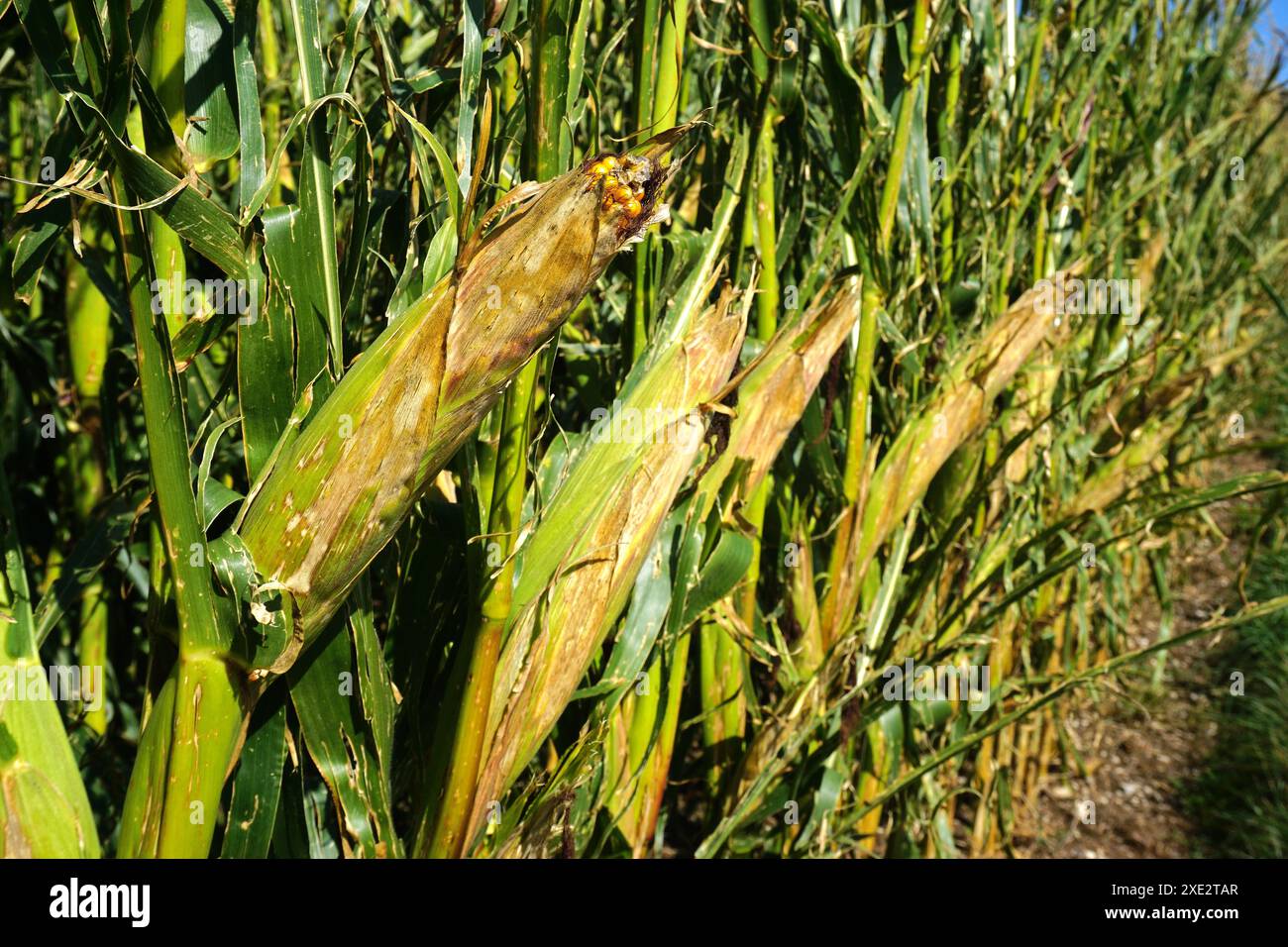 Corn field with corn cobs on the plant Stock Photo - Alamy