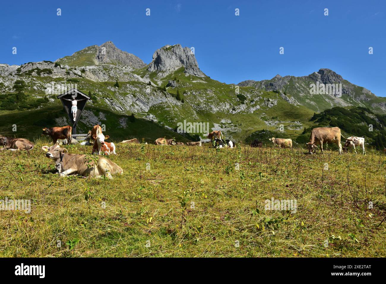 Cattle pasture at the Schadona Pass with Hochkuenzelspitze ...