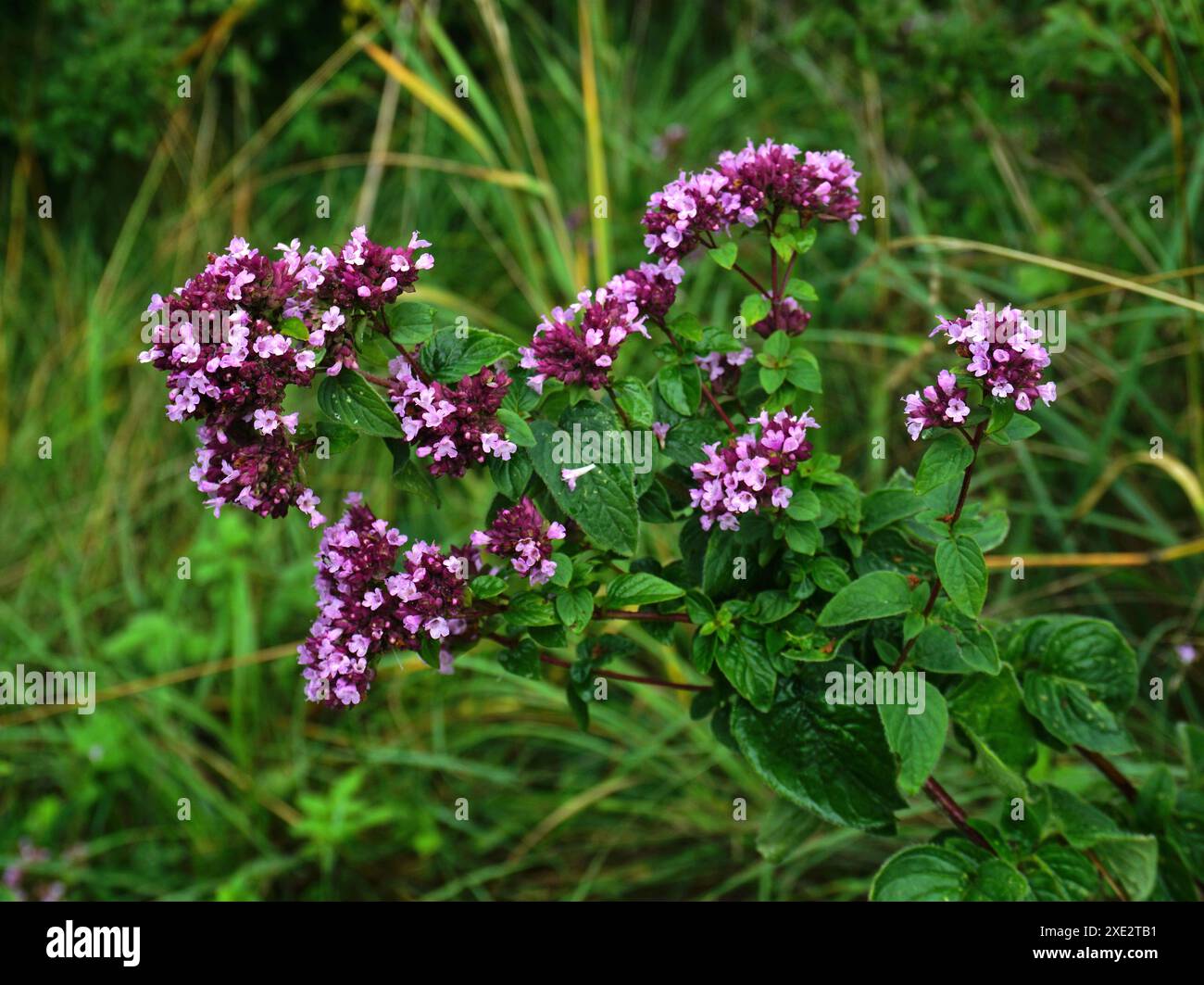 Origano; Origanum vulgare Stock Photo - Alamy