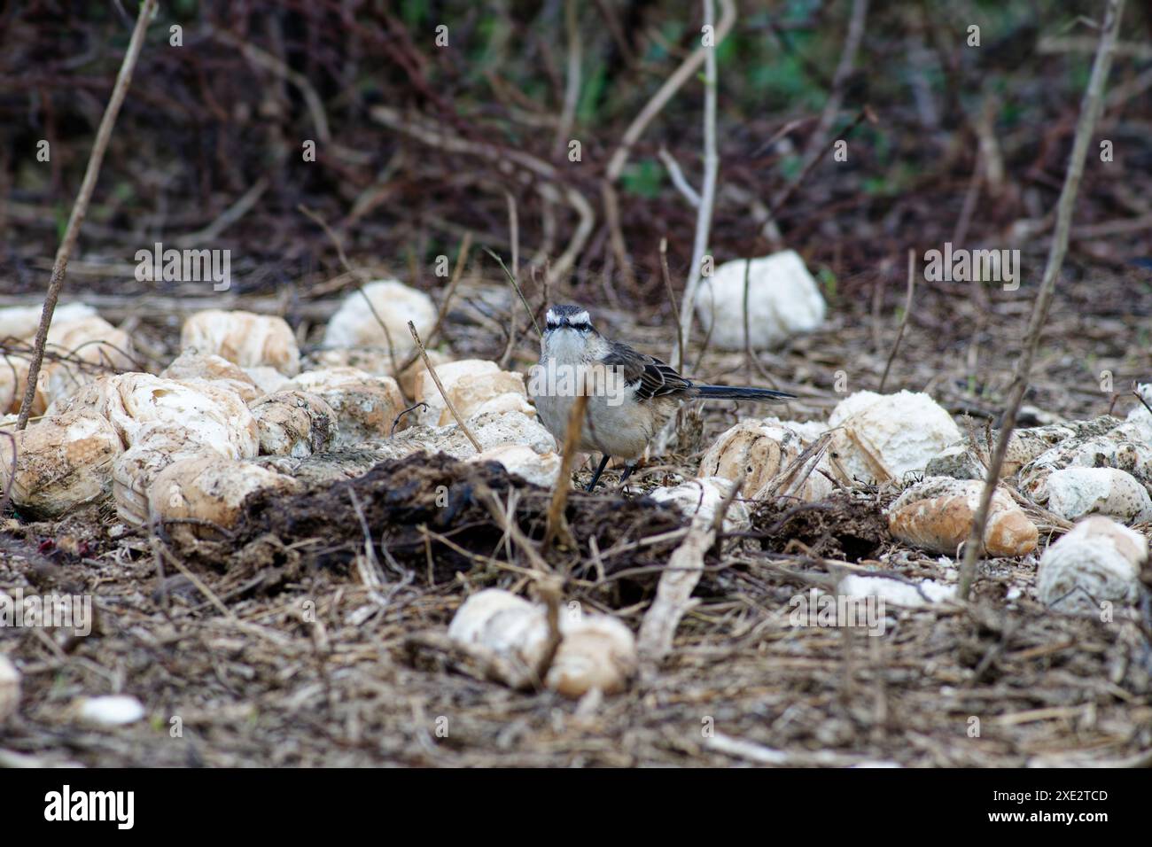 calandria mockingbird, a species of cuicacoches and mulattoes. Large ...