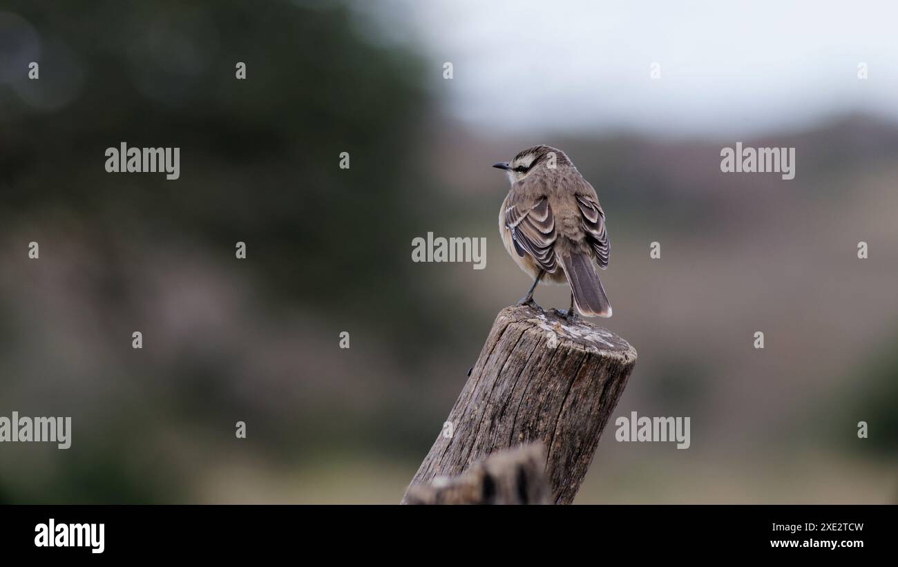 calandria mockingbird, a species of cuicacoches and mulattoes. Large ...