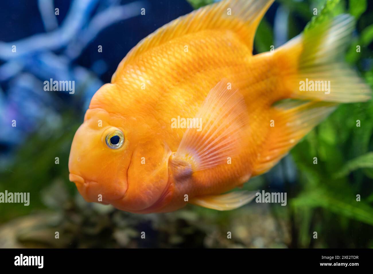 Orange parrot fish in the aquarium. Red Parrot Cichlid. Aquarium fish ...