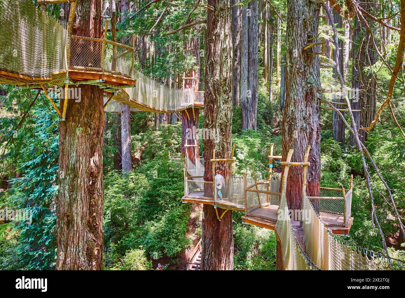 Redwood Treetop Adventure Course Aerial Perspective Stock Photo - Alamy