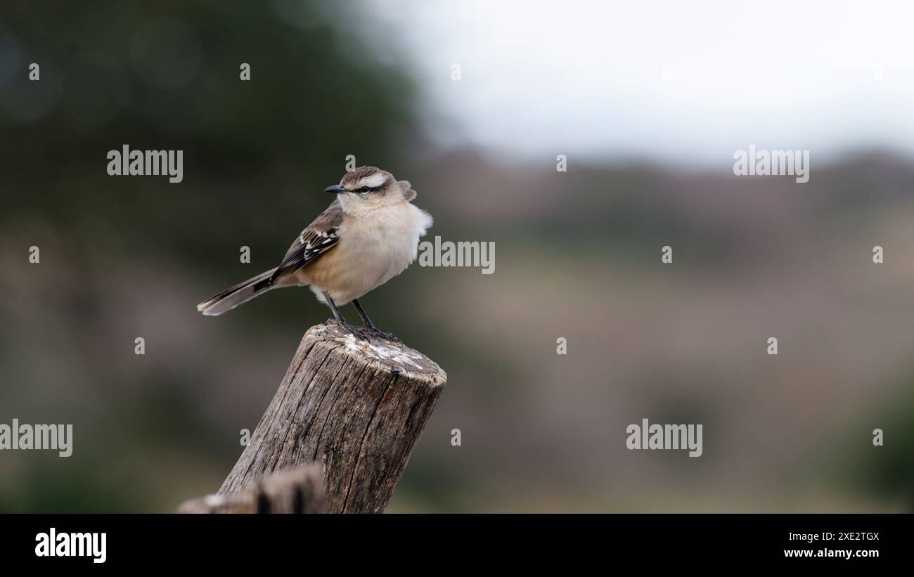 calandria mockingbird, a species of cuicacoches and mulattoes. Large ...