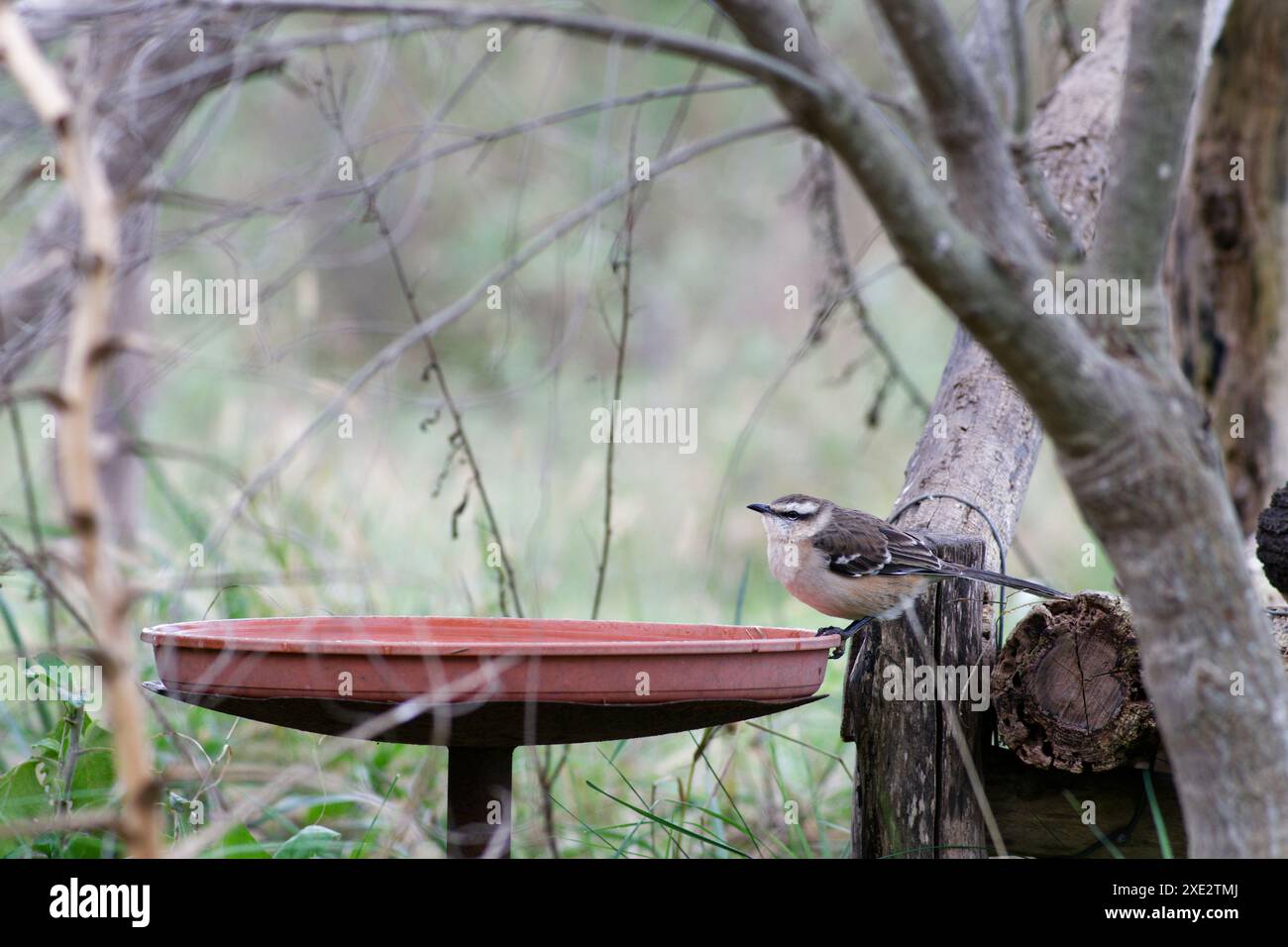 calandria mockingbird, a species of cuicacoches and mulattoes. Large ...
