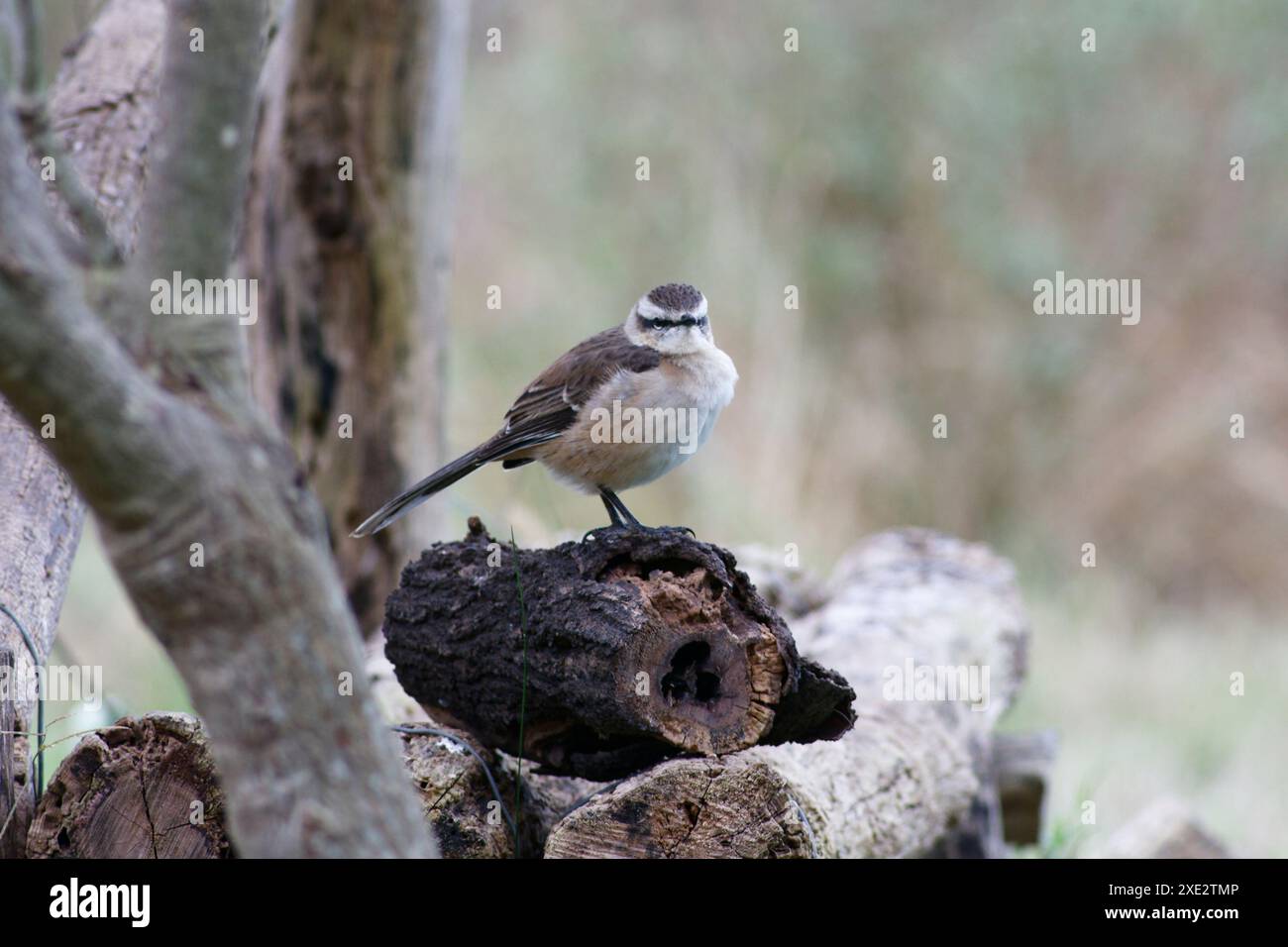 calandria mockingbird, a species of cuicacoches and mulattoes. Large ...