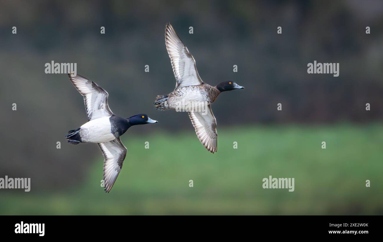 Tufted Duck Pair (Aythya fuligula ),Flying Stock Photo - Alamy
