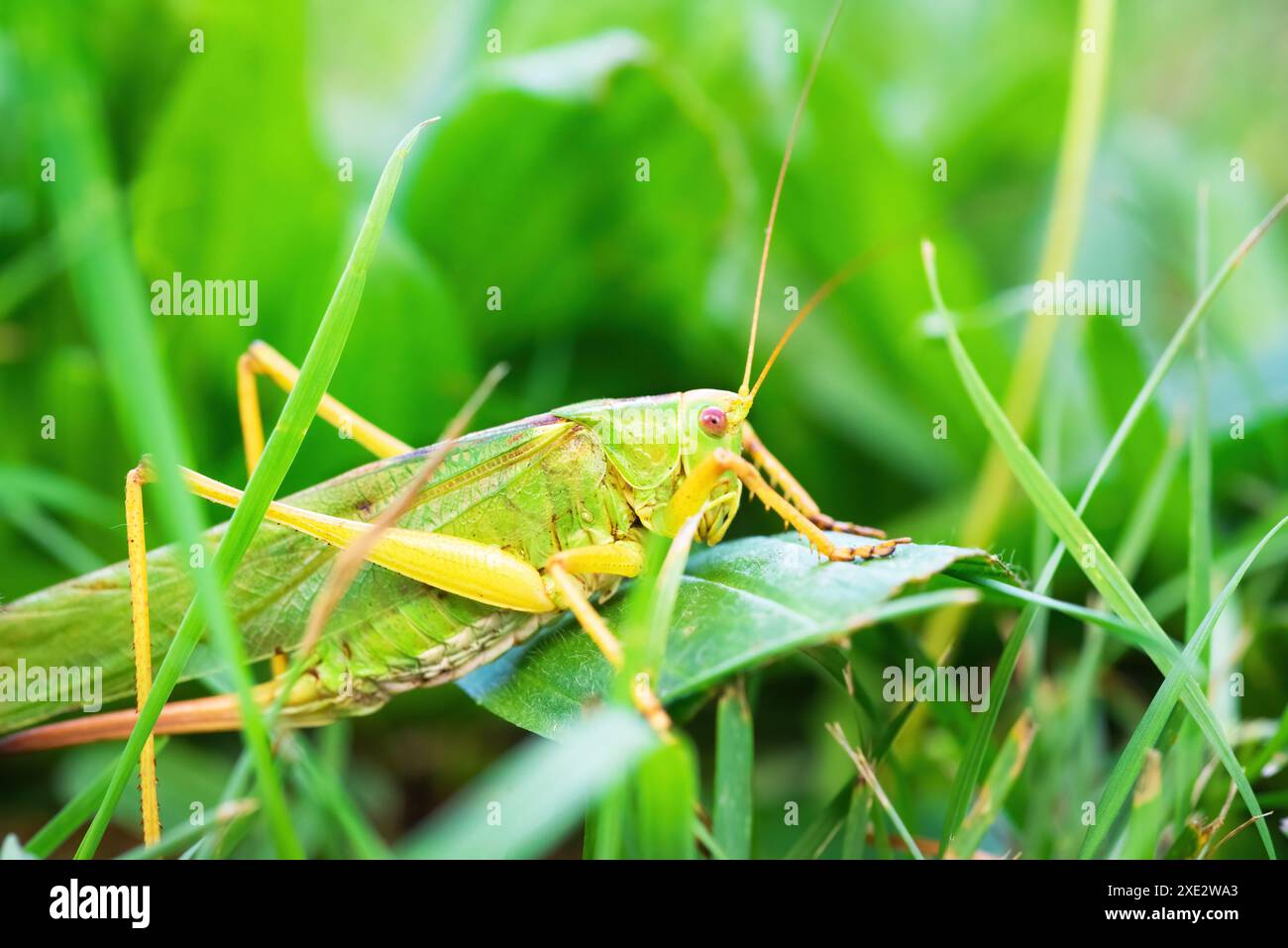 Macro photo of green grasshopper on grass in summer Stock Photo - Alamy