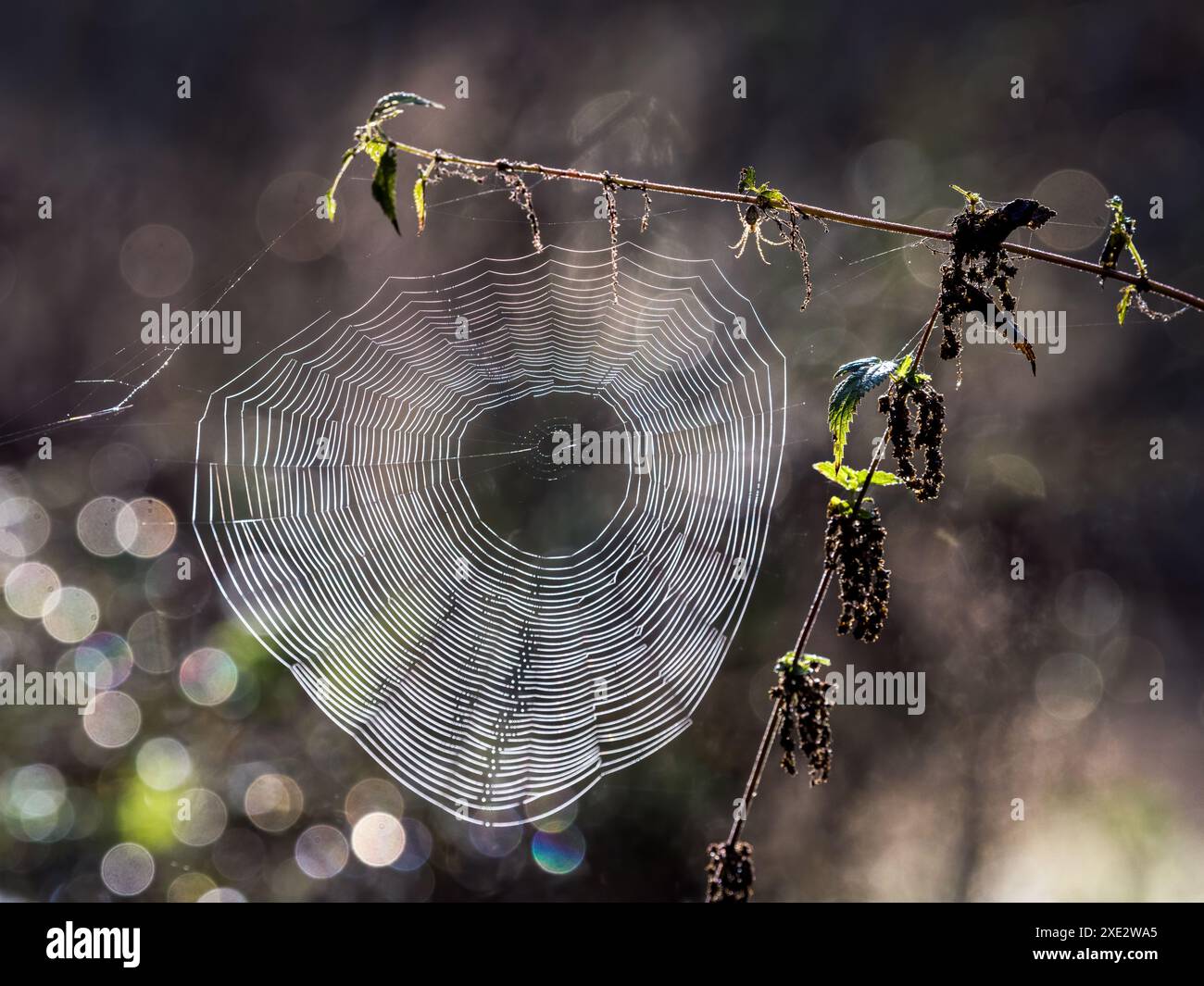 Cobweb empty hi-res stock photography and images - Alamy