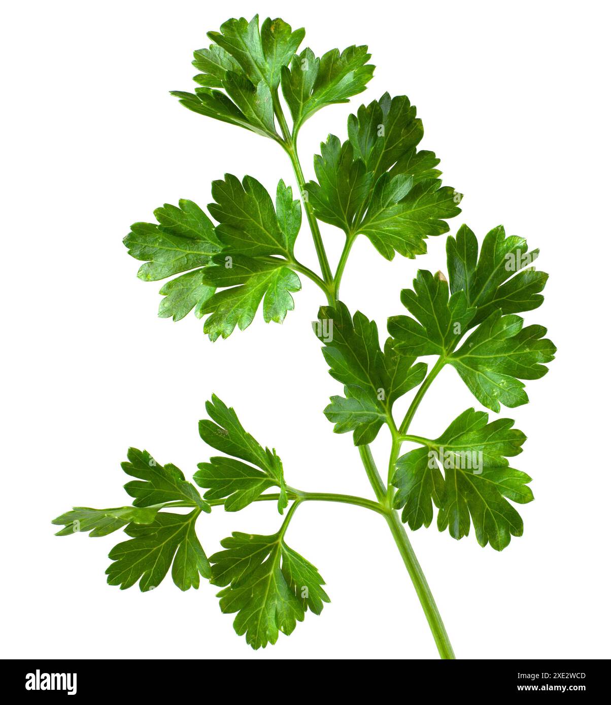 Sprig of parsley in full focus isolated on white background. For design ...