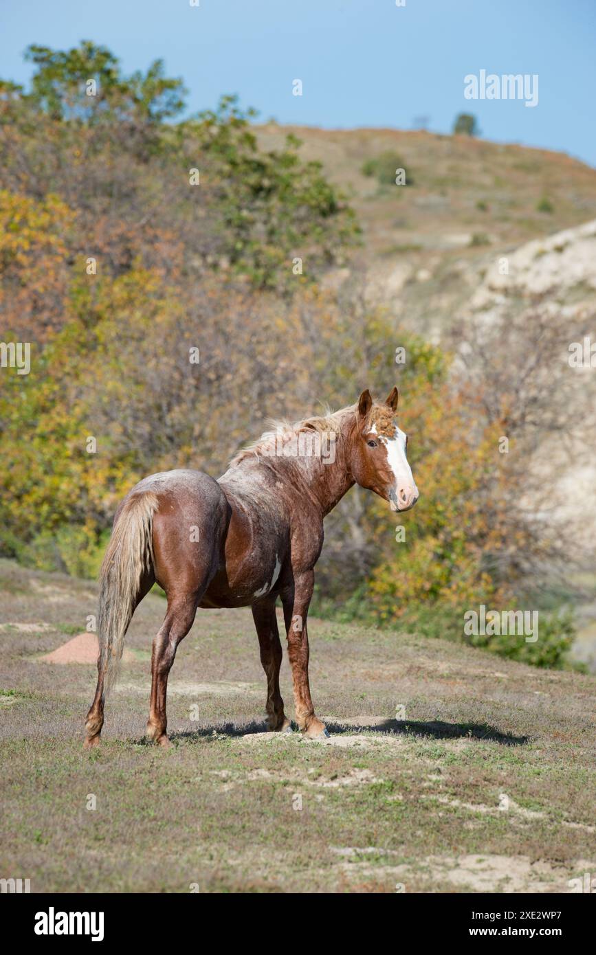 A bay roan colored feral (wild) mustang mare horse in Theodore Roosevelt National Park, Medora ...