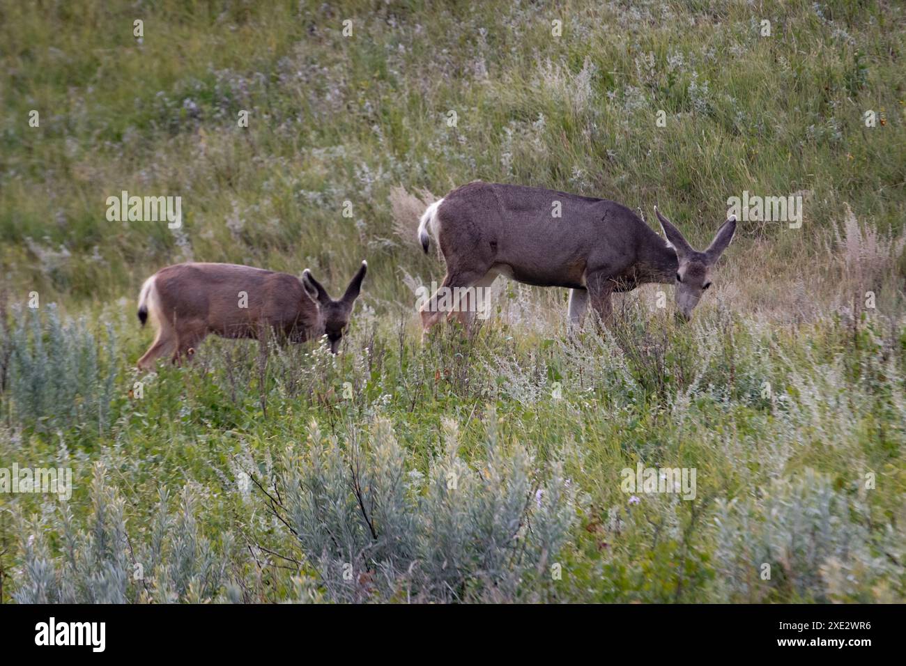 A doe mule deer and a young mule deer graze in the prairie grass ...
