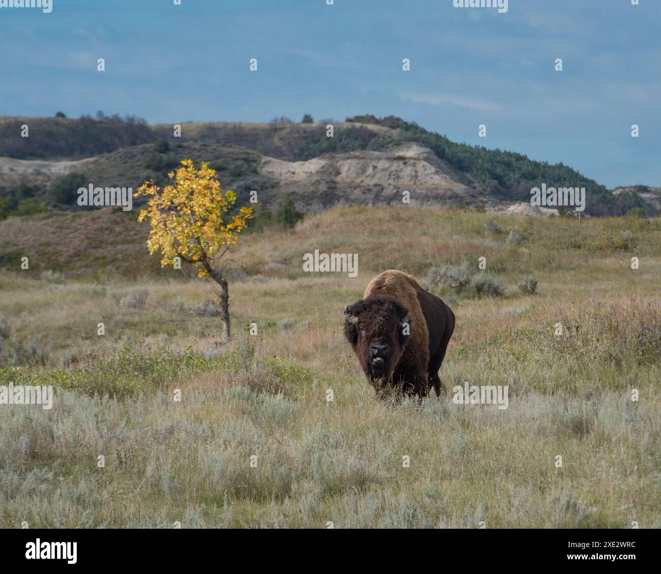 Lone tree medora hi-res stock photography and images - Alamy